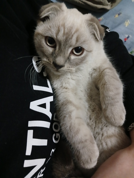 Шотланский вислоухий кот 3 месяца