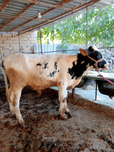 Buqaja sotiladi qizqala