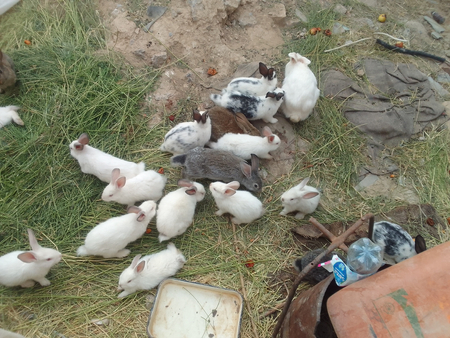 quyonlarni holati yaxshi