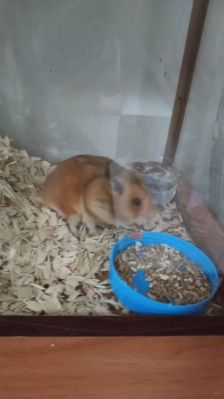 Hamster cinsi sickan