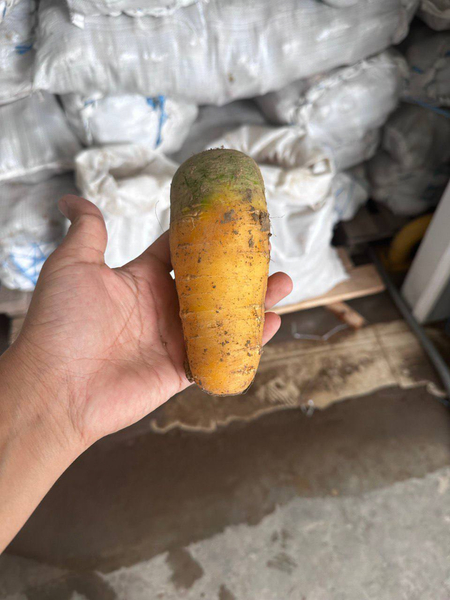 Sabzi qizil sariq 250 tonna bor