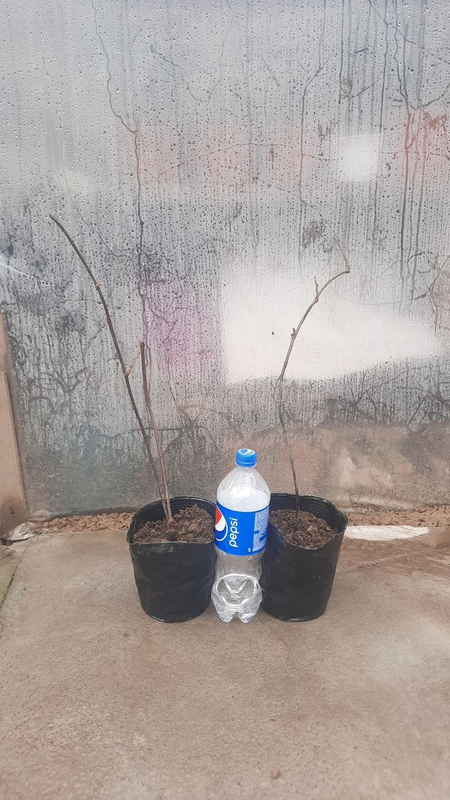 Kadsura coccinea -15°/17°