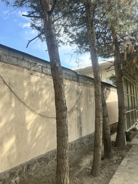 Сосна дарахти,тусинга ,утинга