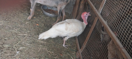 Sotiladi big paroda