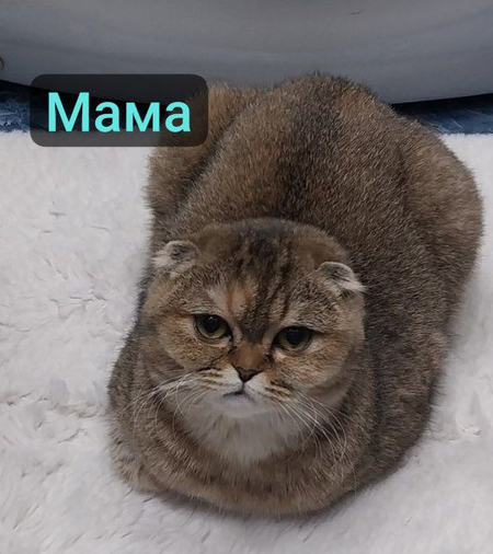 Котёнок срочно продаю