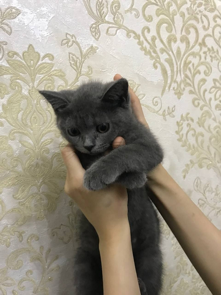 Кошка британской породы