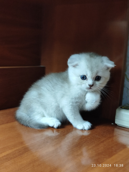 Продается Шиншилла Скоттиш фолд