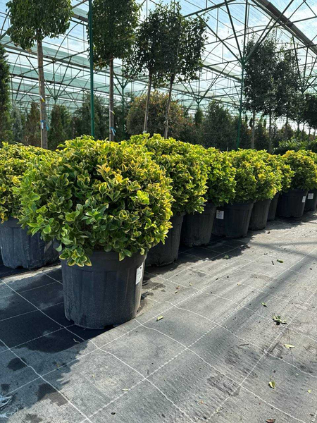 Бересклет японский \\\'Ауреа\\\' - Euonymus japonica \\\'Aurea\\\'