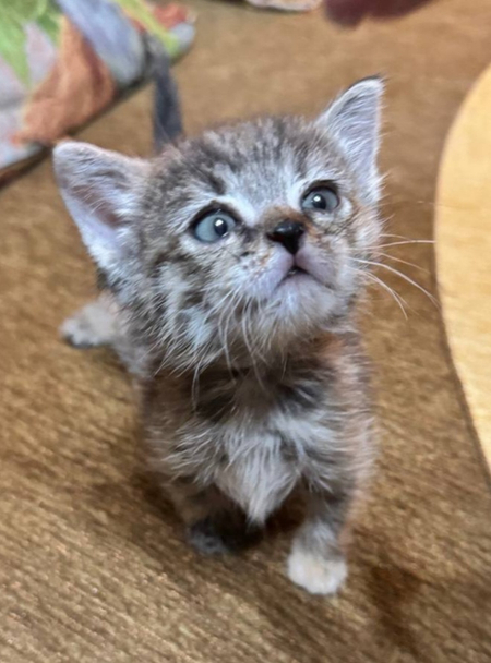 Котёнок девочка домашняя