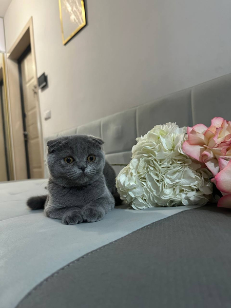 Продаётся котят  скоттиш фолд