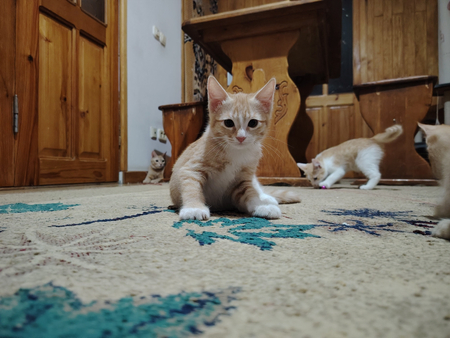 Котёнок в добрые руки