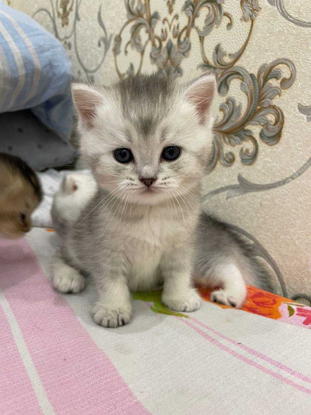 Продается котята шиншилла