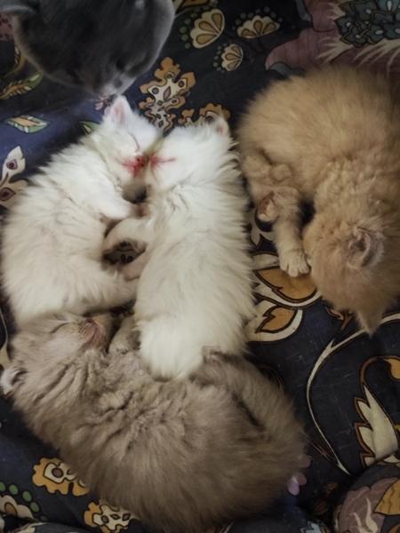 Открытьо бронь Скотиш Фолд