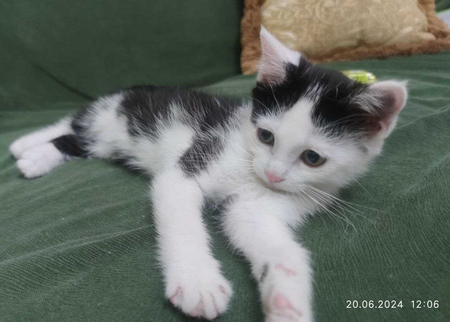 Котенок (девочка)