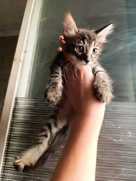 Отдаю даром котят