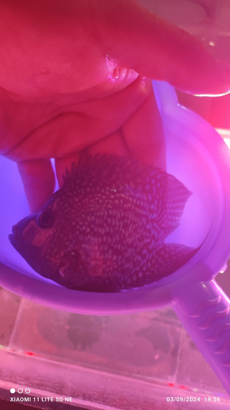Baliqlar sotiladi sogʻlom