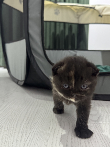 Котёнок девочка