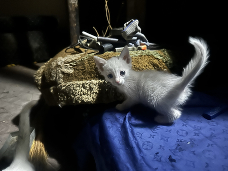 Котята белые
