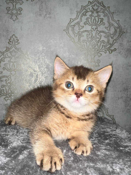 Шотландские котята Скоттиш Фолд серебристая шиншилла