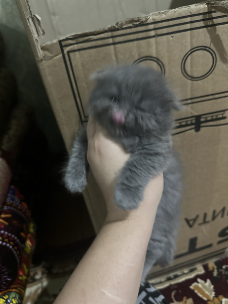 Продаётся кошки