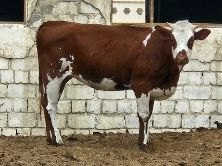 Буқа, Бык, Buqa, Ғуножин, G‘unojin