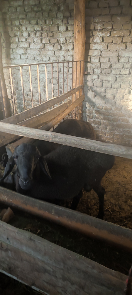 Qurbonlik va marosimlar uchun qoʻylar