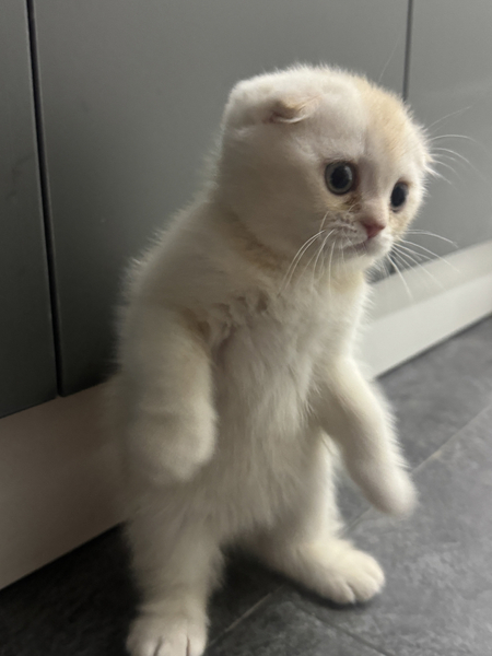 Котёнок скотиш фолд