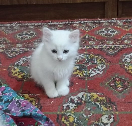 Mushuk bolalari sotiladi