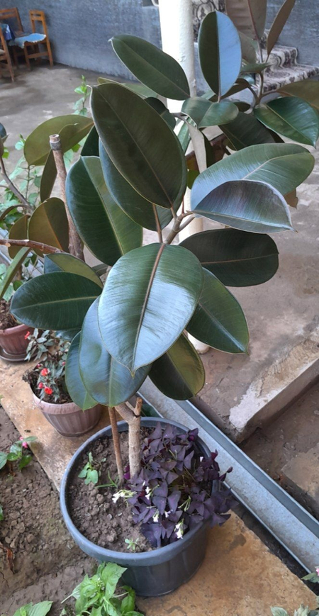 Ficus, qora shahzoda guli