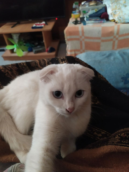 Продается котенок 4 месяца!
