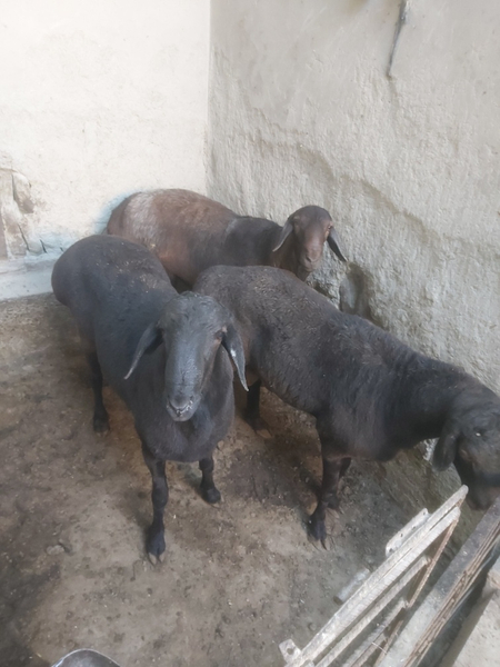 Quchqorlar sotiladi