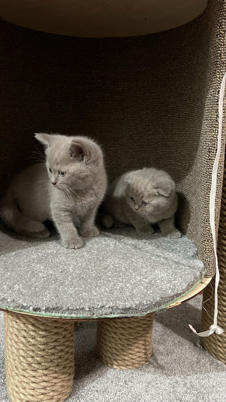 Продается скоттиш фолд