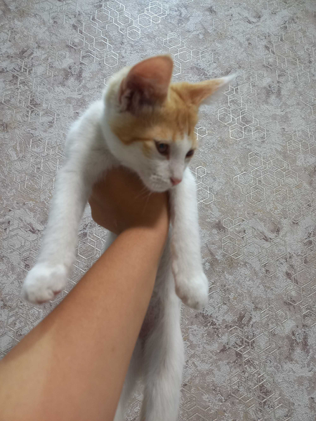 Котенок. Отдам котенка в добрые руки