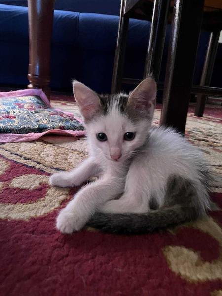 Котёнок даром в добрые руки