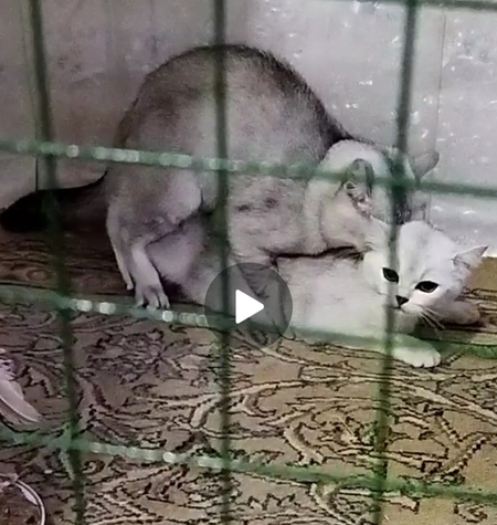 Серебриский шиншила ваяскага