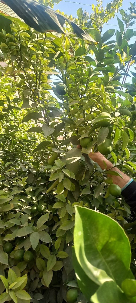 Limon  koʻchatlar