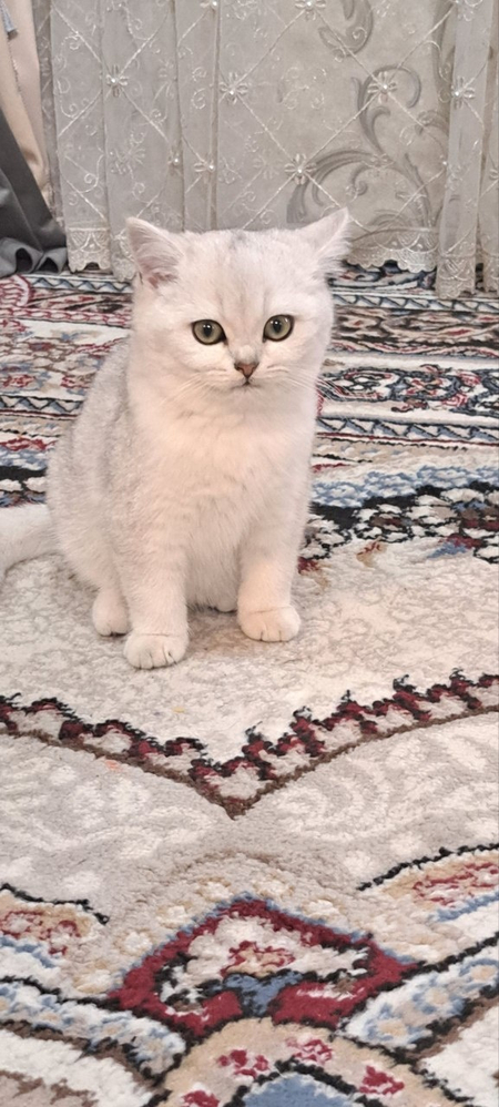 Британский Шиншила