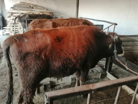 Buqa sotiladi ( 1 yoshar )