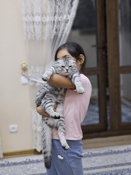 Qoshishga Tekinga ВЯЗКА  Scottish Fold sharti bor