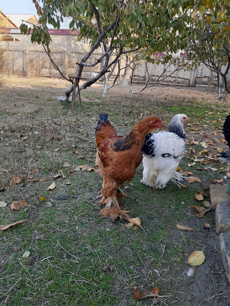 Limon brama juja xorozcha