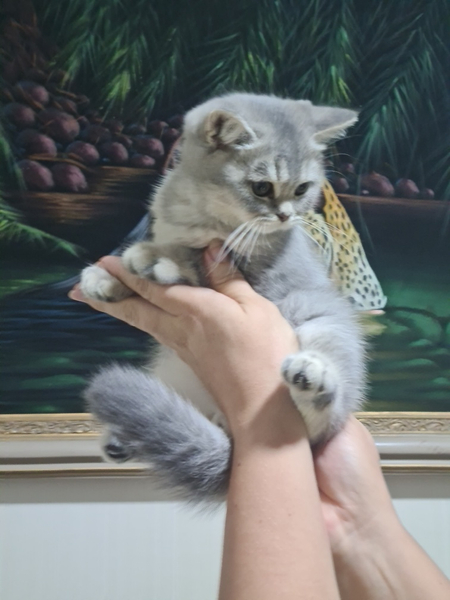 Котята  скоттиш страйт