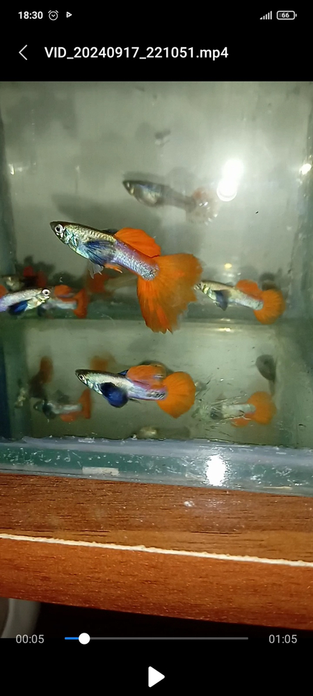 Dambo Red taill privaznoy