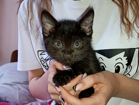 Три черных котенка