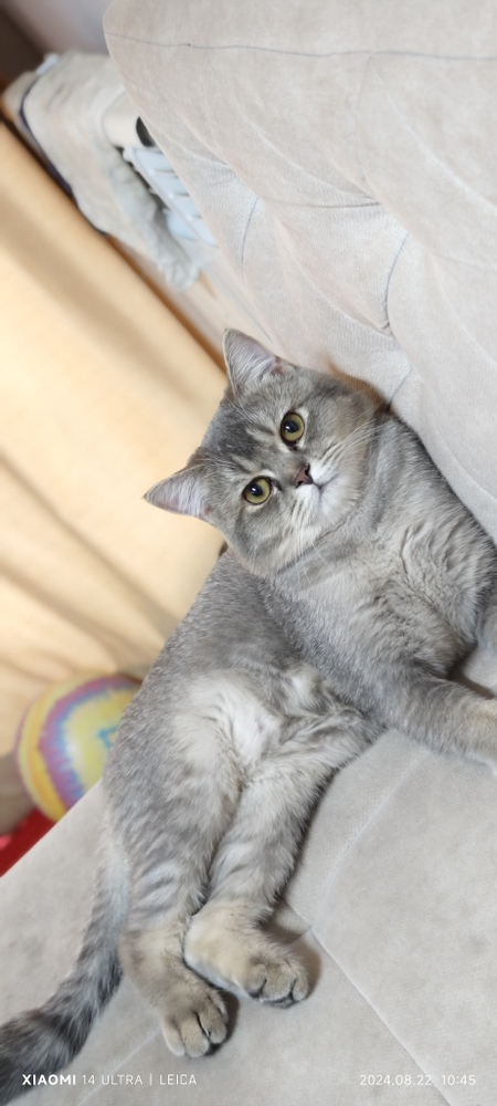 Продам кота (котенка) , серебристая шиншилла