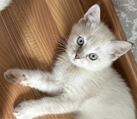 Коты скоттиш страйт / фолд