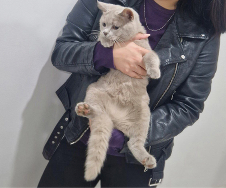 Кошенок мушук породистый