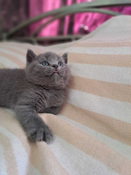Продается котенок скоттиш страйт, крупный, красивый мальчик.