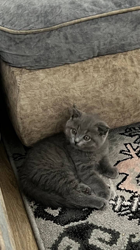 scottish fold