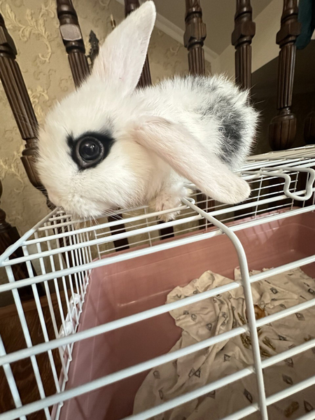 Karlik juft quyonlar sotiladi