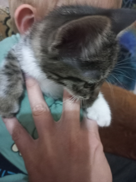 Отдадим бесплатно котят